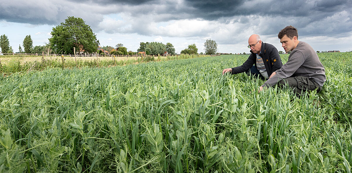 Hoe de gele erwt een lokale eiwitketen in Vlaanderen aanzwengelt. | De ...